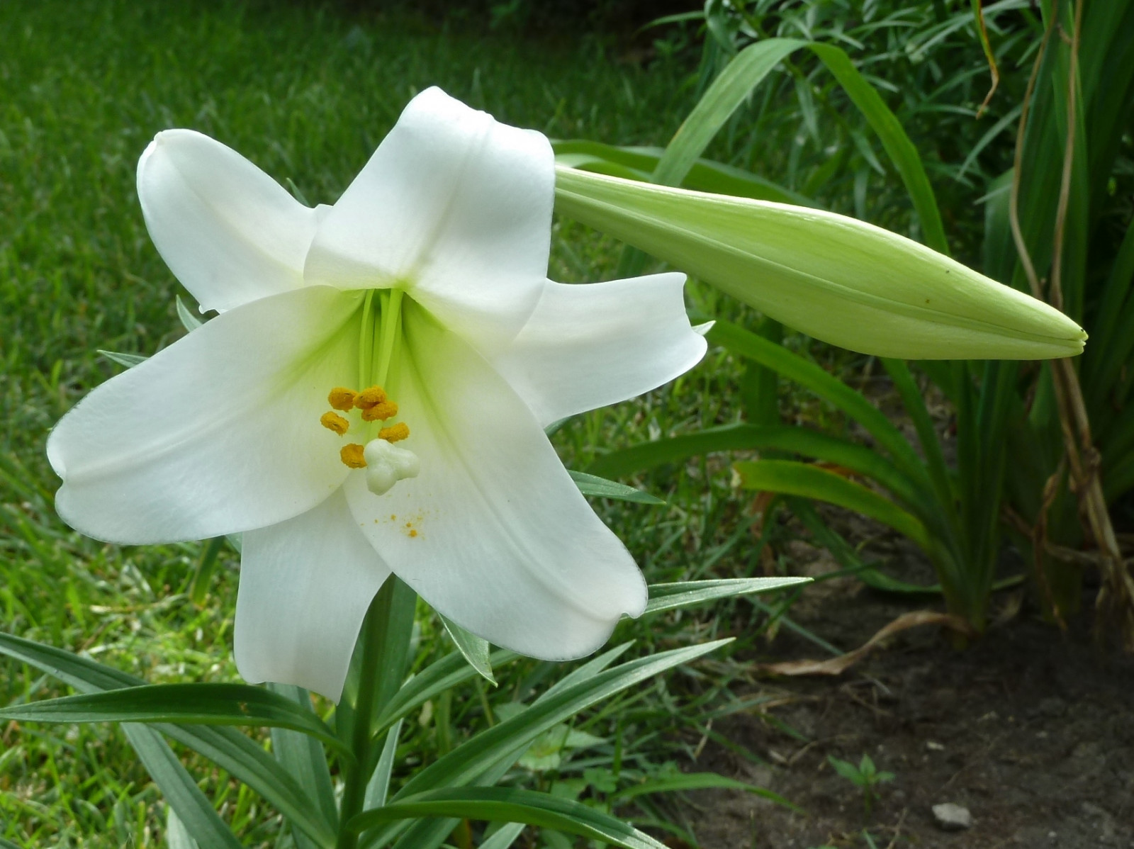 Bakgrundsbilder : blomma, lilja, blommande växt, flora, liljefamiljen ...