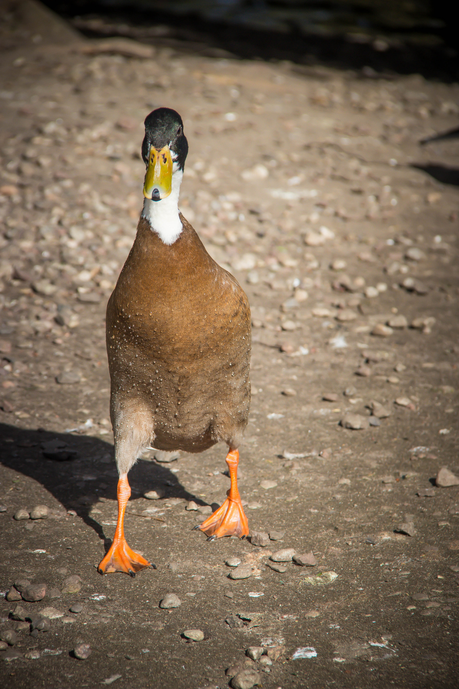 Wallpaper : wildlife, duck, beak, stadsparken, trelleborg, f gel, fauna ...