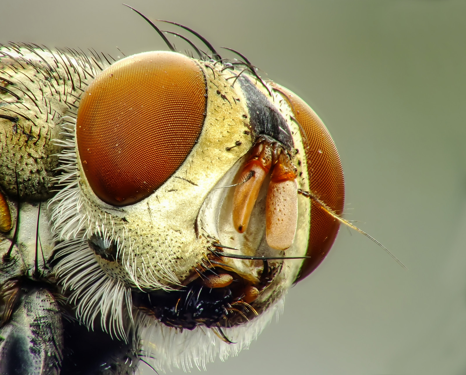 Wallpaper : Brazil, macro, nature, insect, natureza, belem, inseto ...