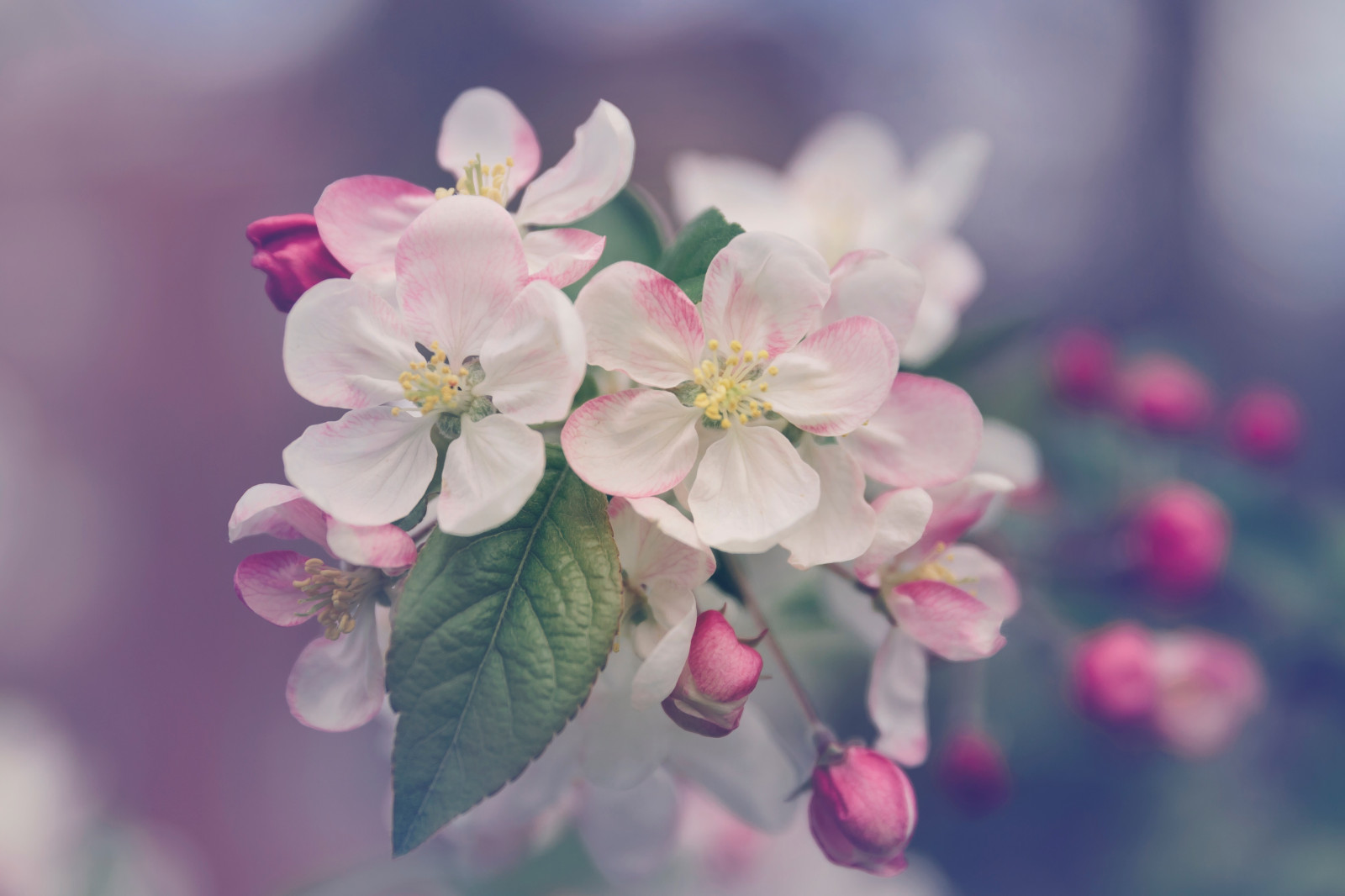 Wallpaper : flowers, bloom, spring, tree 4704x3136 - wallup - 1185962 ...