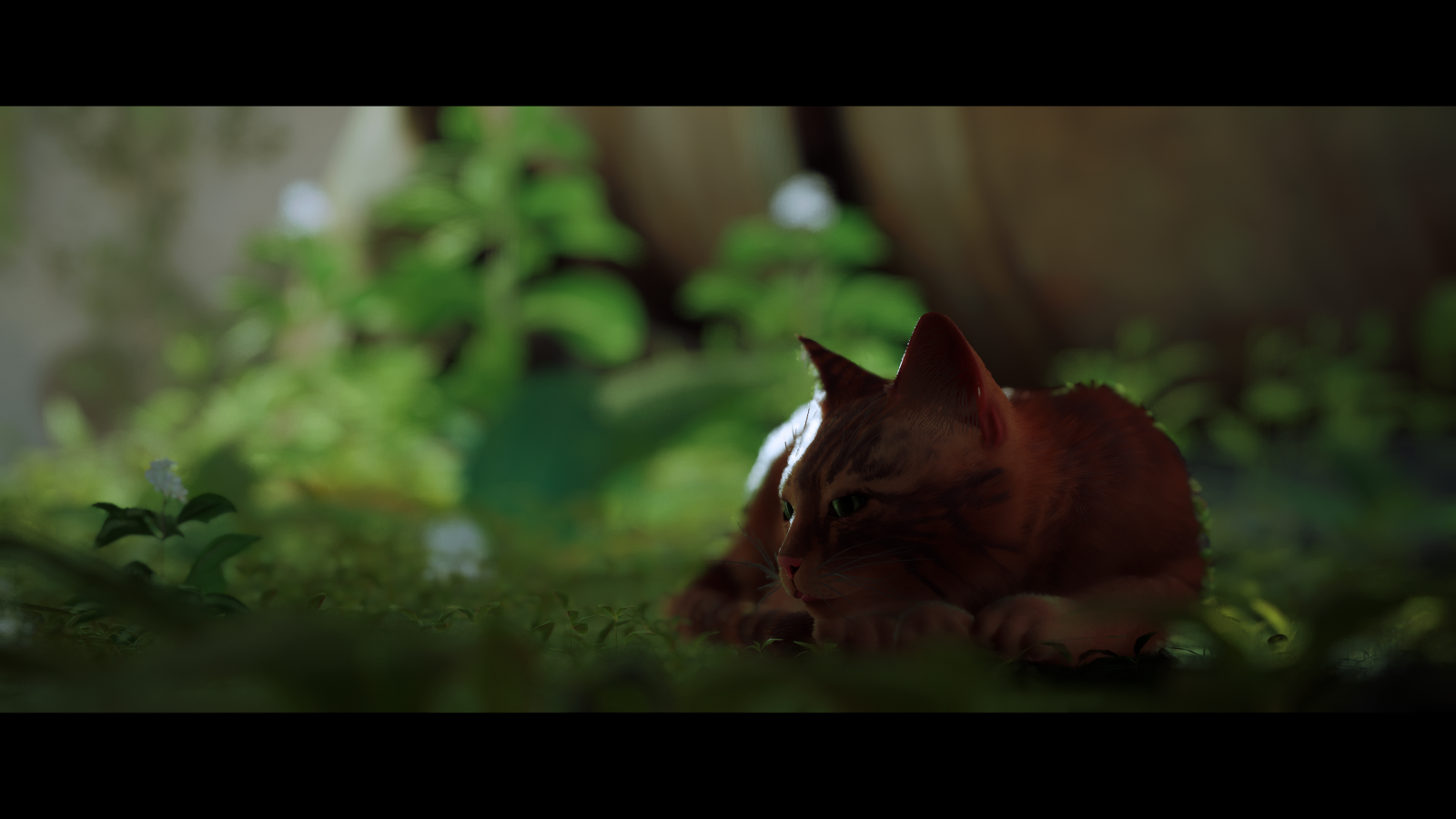 Wallpaper : stray, 4k 3840x2160 - raderth - 2303062 - HD Wallpapers ...