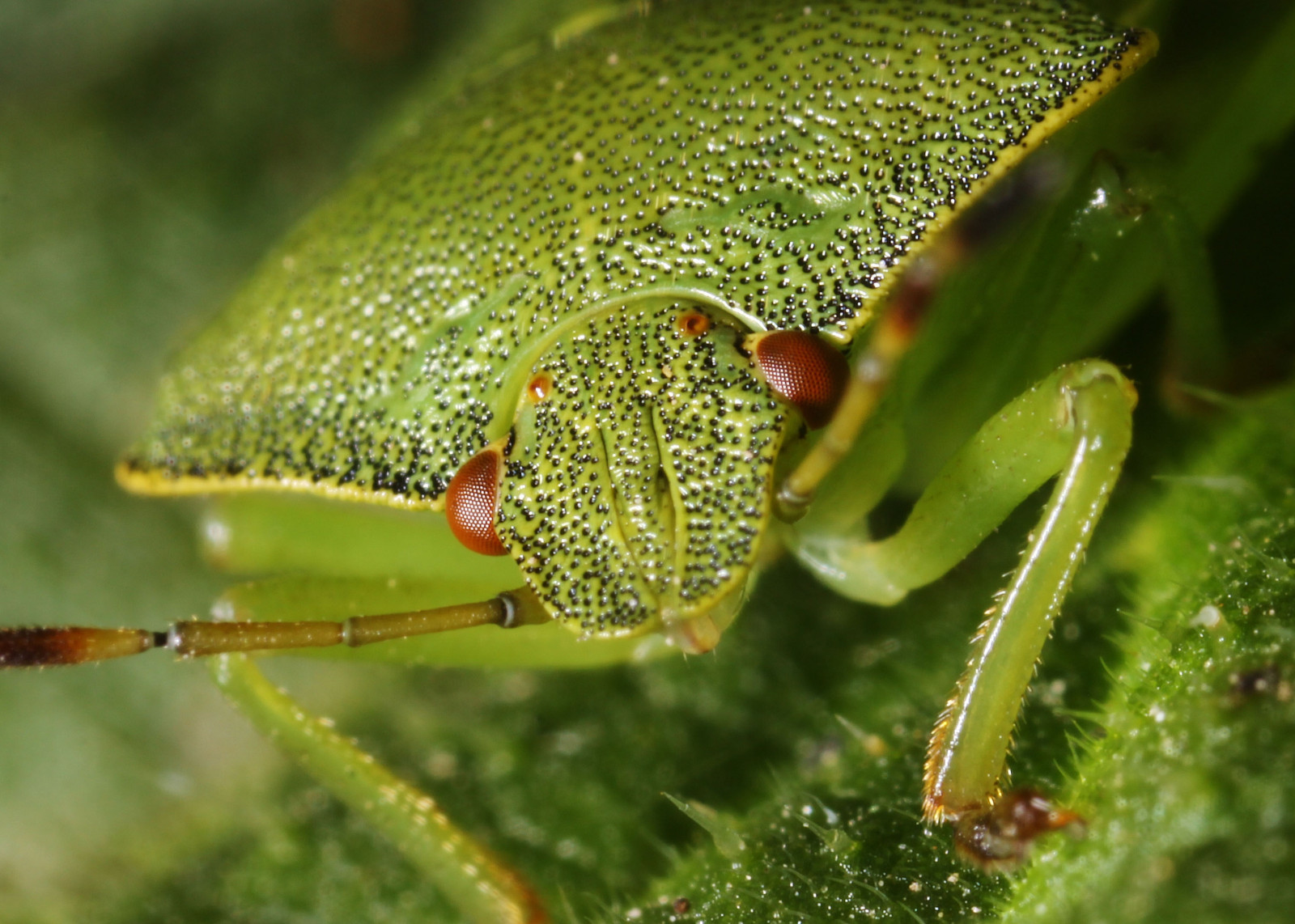 Wallpaper : red, macro, green, insect, eyes, somerset, dslr, stinkbug ...