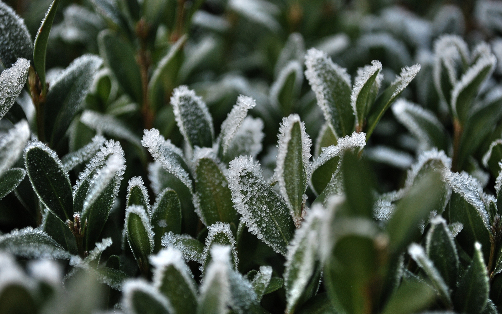 Wallpaper : grass, snow, frost 2560x1600 - 4kWallpaper - 735467 - HD ...