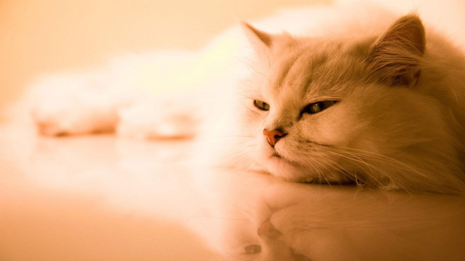 Wallpaper : 1920x1080 px, hewan, kucing, imut, membelai, manis ...