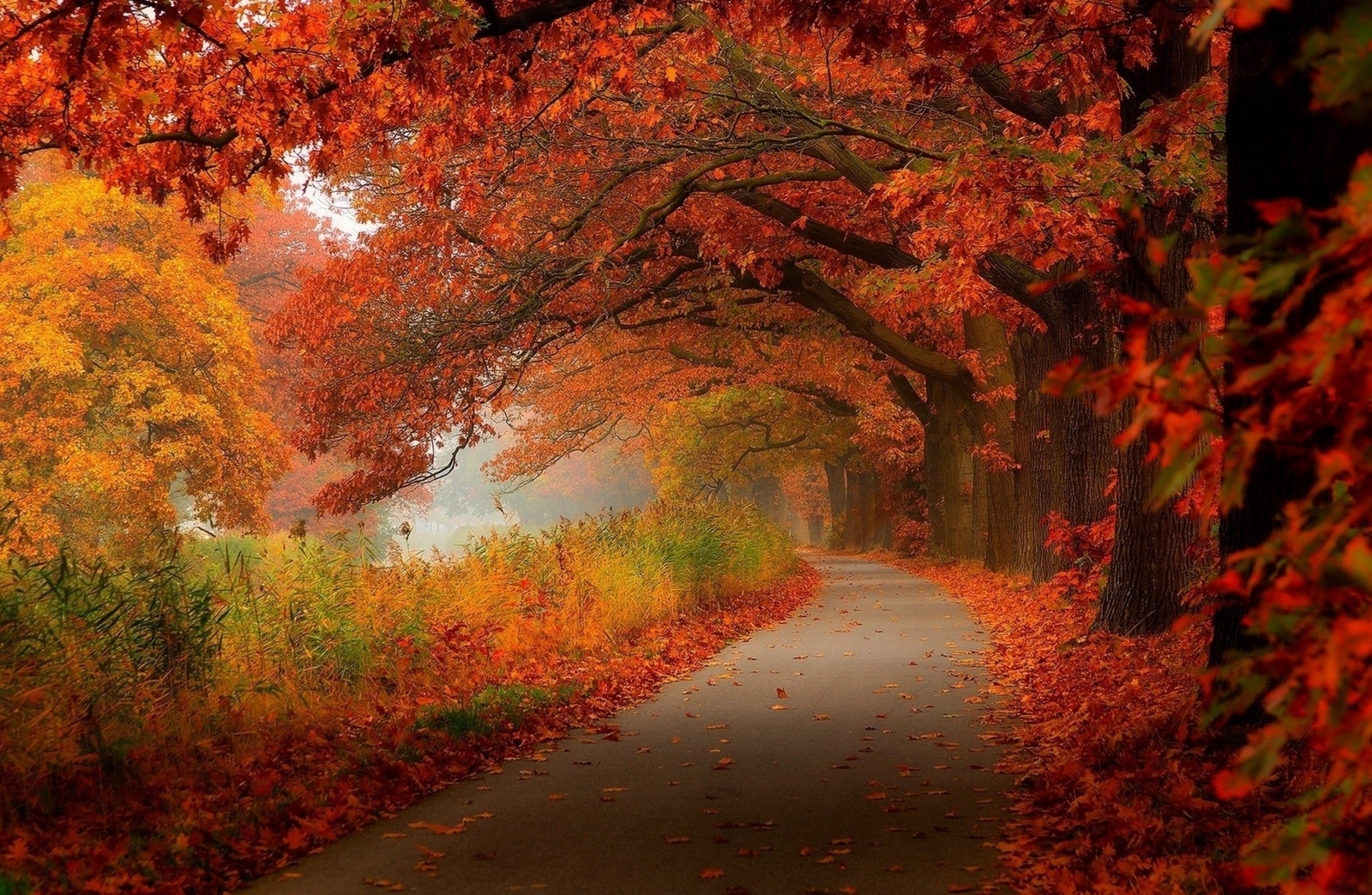 Sfondi : foresta, natura, riflessione, albero, autunno, foglia ...