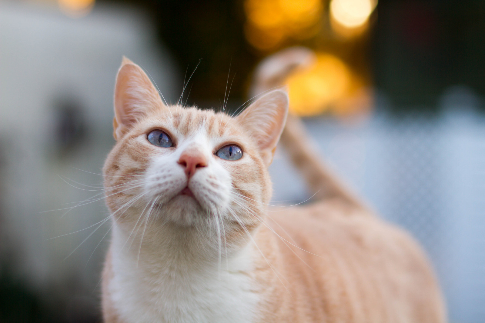 Wallpaper : white, red, Asian, tiger, brown, orange, nose, whiskers ...