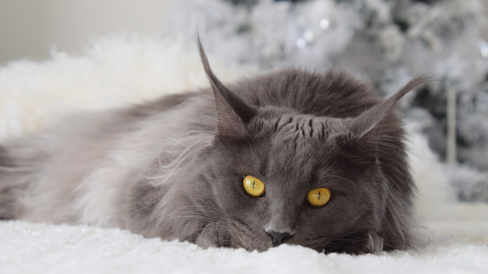 Wallpaper : snow, yellow eyes, cats, animals, mammals 2560x1440 ...