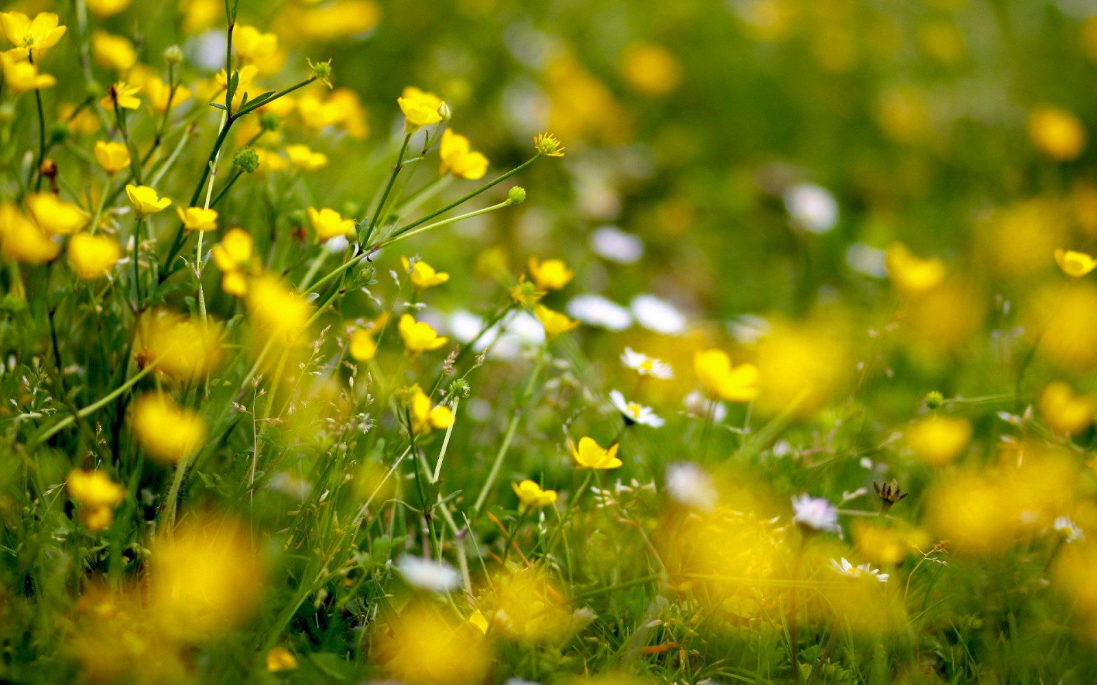 Bakgrundsbilder : solljus, skärpedjup, natur, gula blommor, växter ...