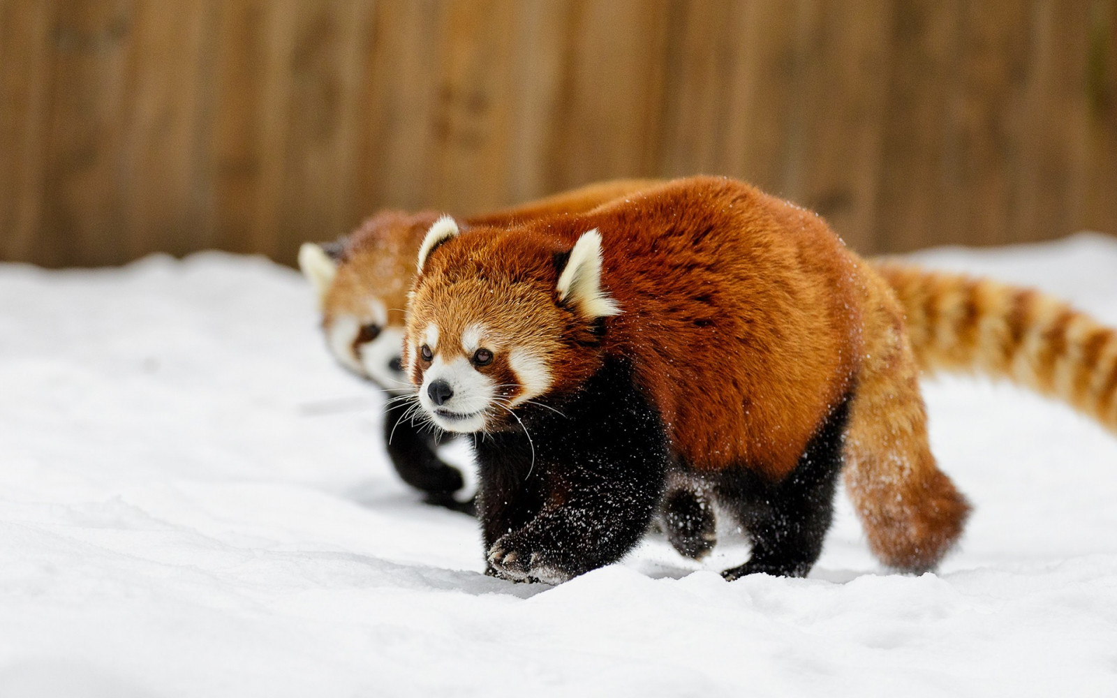 Tapety : zvěř, sníh, Volně žijících živočichů, kníry, červená panda ...