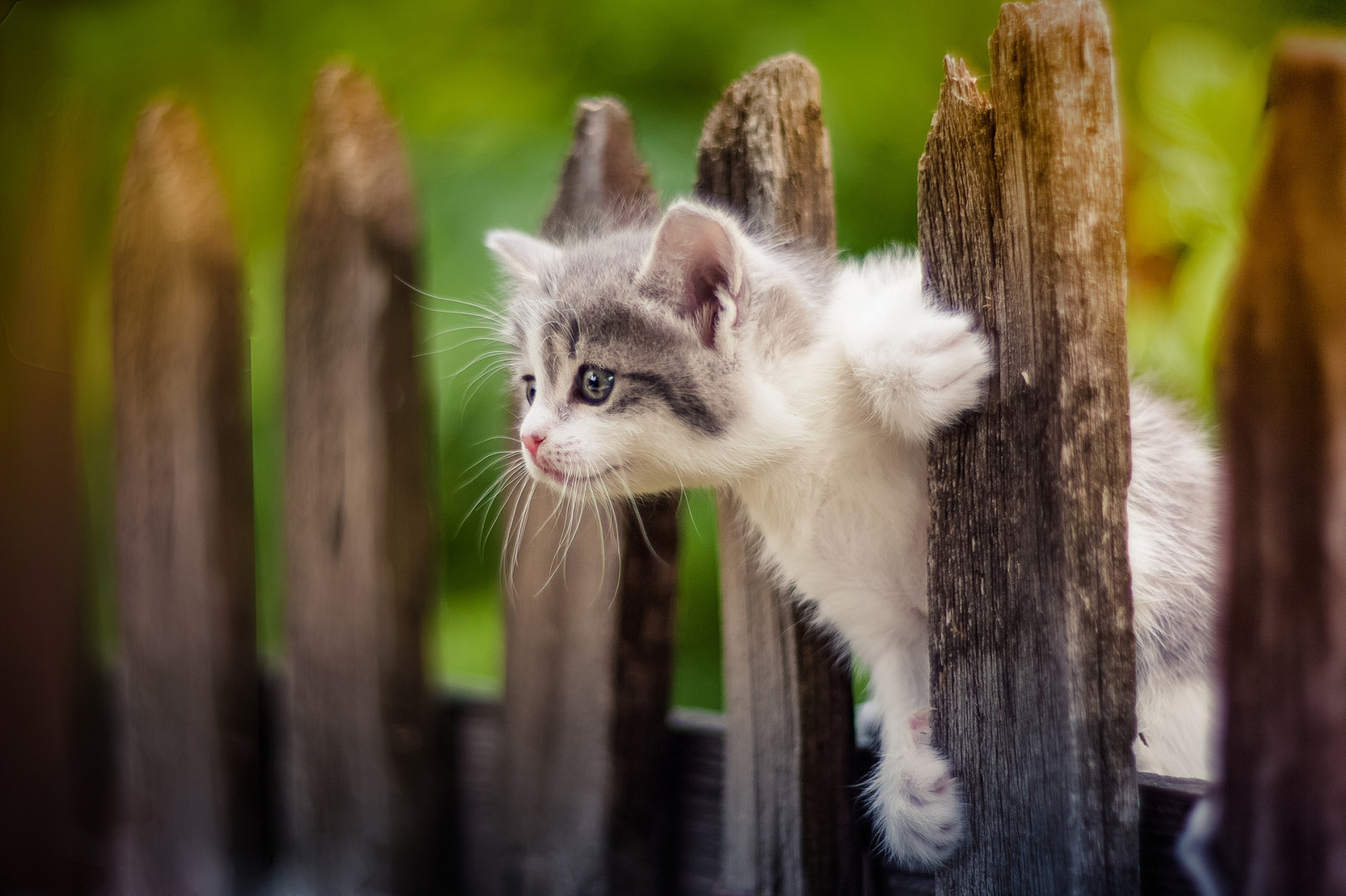 Imagini de fundal : animale, pisică 1920x1280 - WallpaperManiac ...