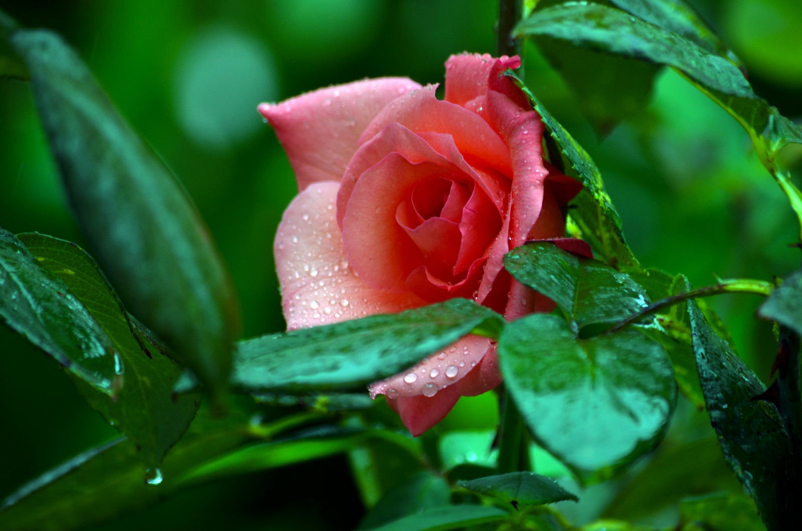 Wallpaper : flor, flora, rosa, rosas, rojo, Nikon, d5100, nikond5100 ...