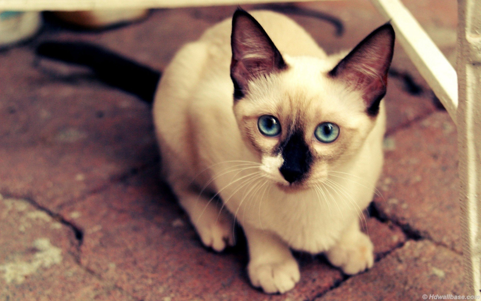Wallpaper : 1920x1200 px, hewan, biru, kucing, mata, Siam 1920x1200 ...