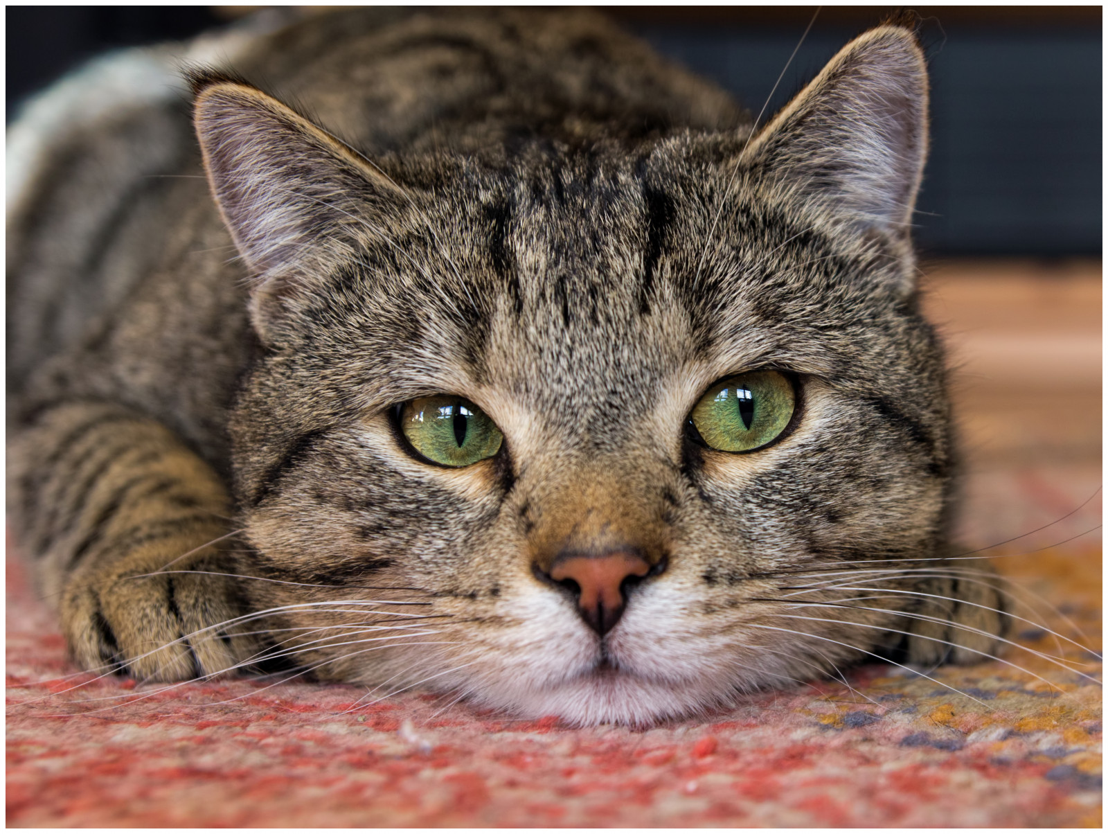 Wallpaper : cat, chat, bored, gato, katze, kater, shorthaired, sethi ...