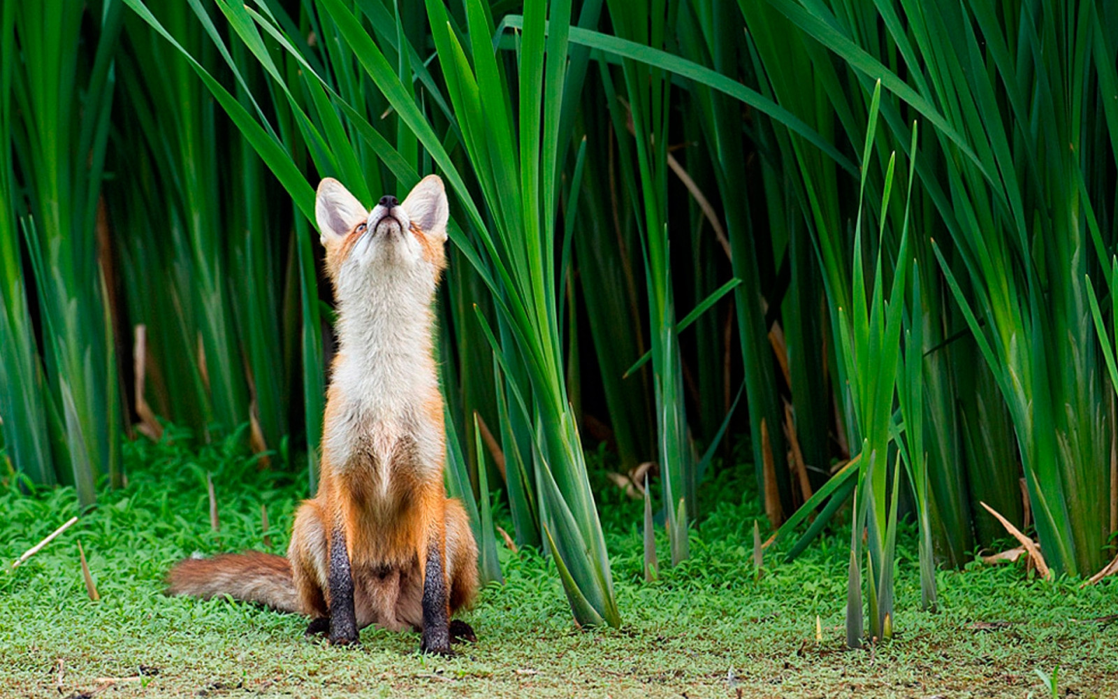 Baggrunde : Ræv, græs, ansigt, jagt, opmærksomhed 1920x1200 ...