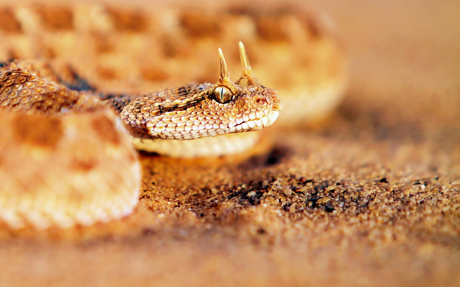 Wallpaper : snake, sand, face, predatory 2560x1600 - 4kWallpaper ...