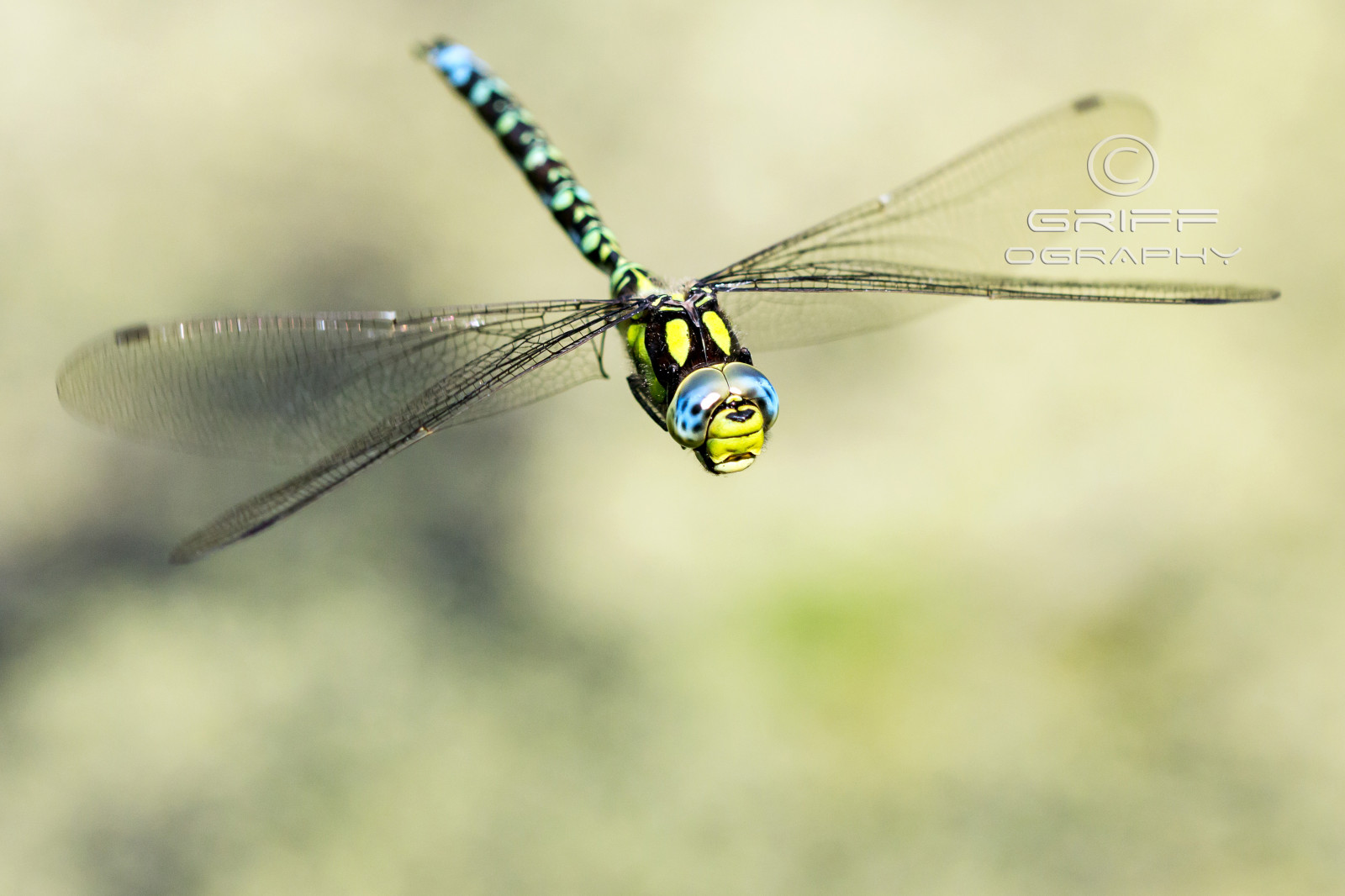 Sfondi : macro, maschio, insetto, volante, libellula, southernhawker ...