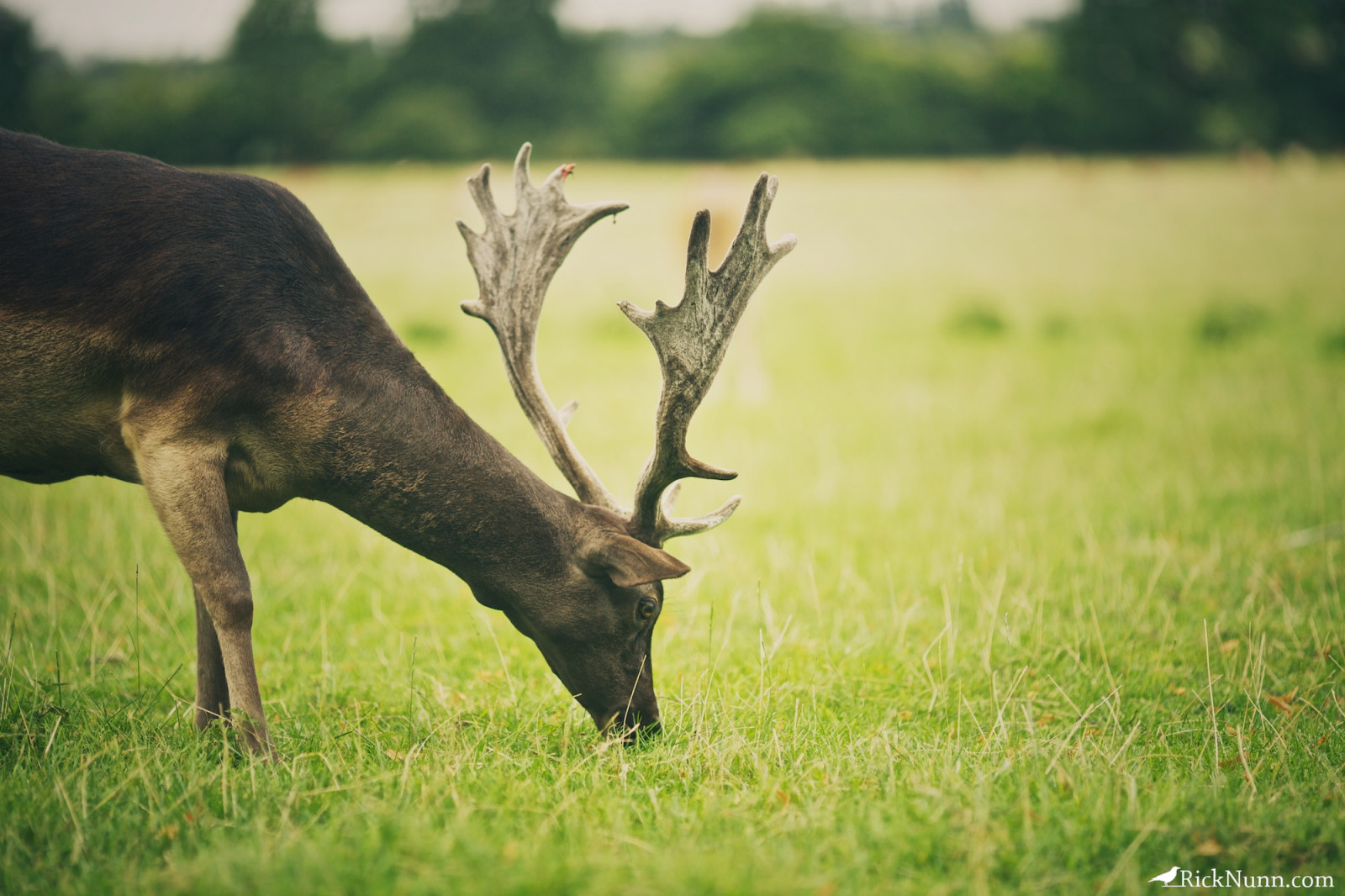 Wallpaper : margasatwa, padang rumput, binatang menyusui, fauna, rusa ...