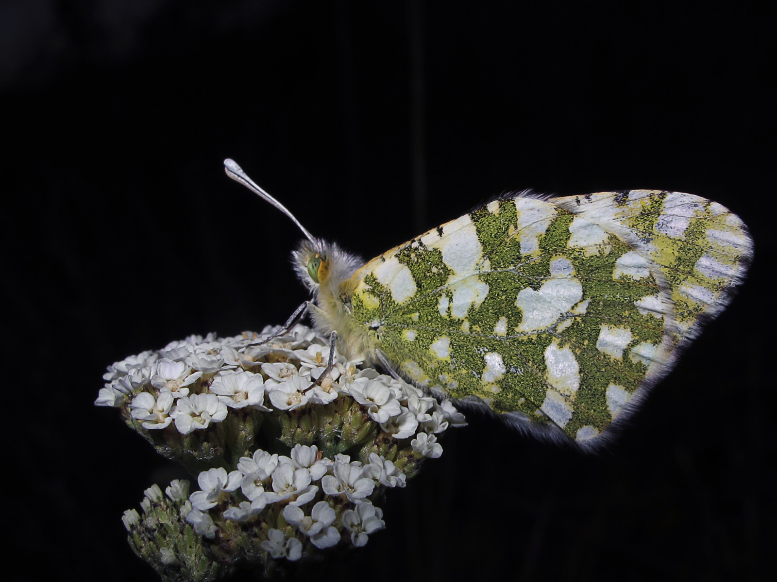 Wallpaper : butterfly, bug, insect, mariposa, bicho, farfalla, insecto ...