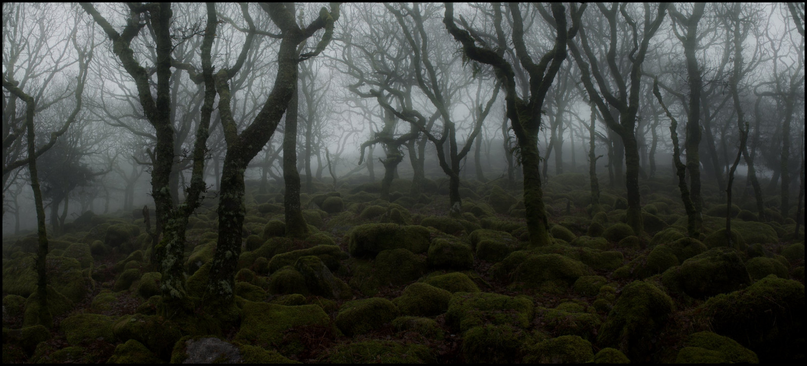 Bakgrundsbilder : jul, trä, träd, vinter-, england, panorama, ek ...