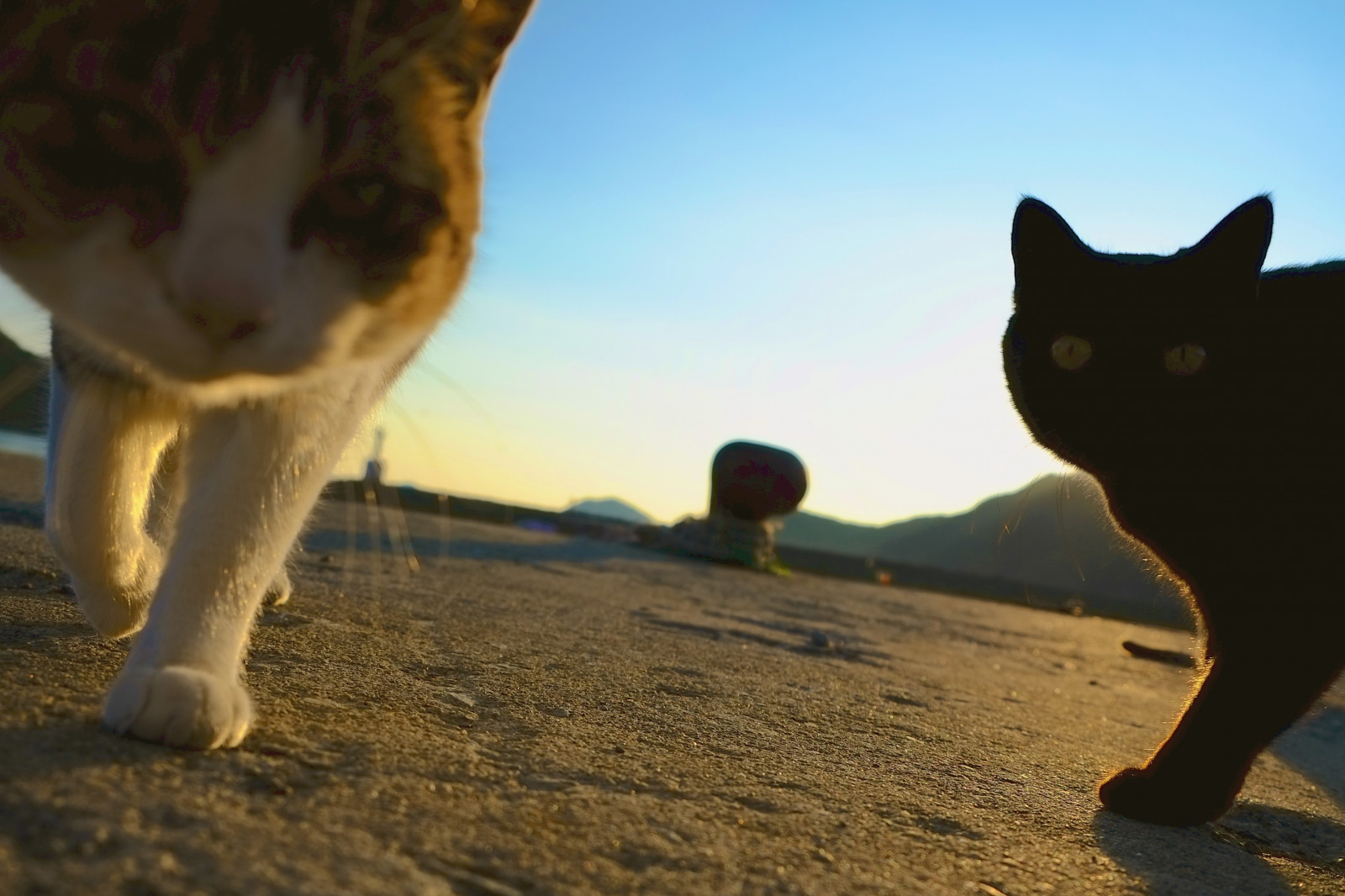 Wallpaper : November, musim dingin, kucing, fuji, fujifilm, Fujinon ...