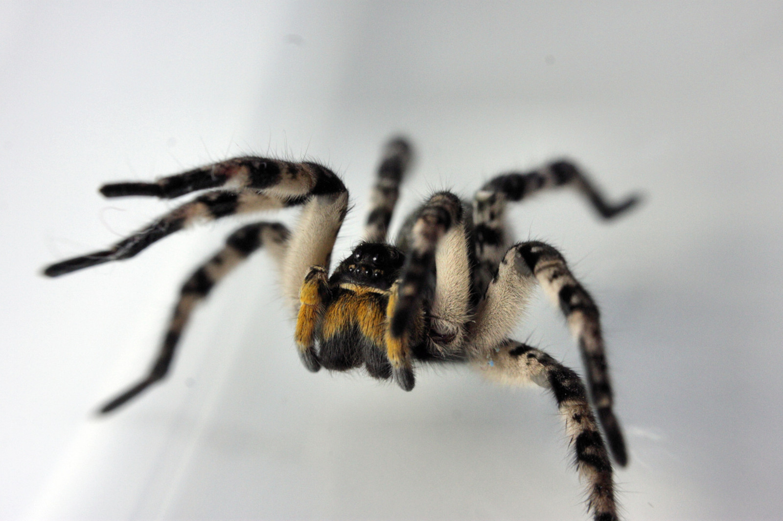 Wallpaper : labah-labah, hewan 4272x2848 - choveka - 1528157 - HD ...