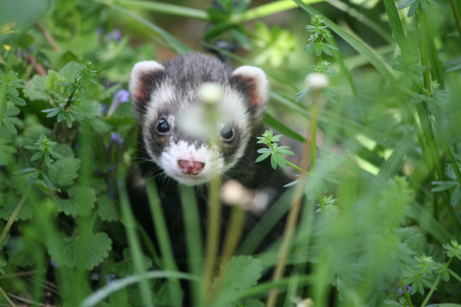 Wallpaper : cute, nature, grass, animal, mammal, ferret, humor ...