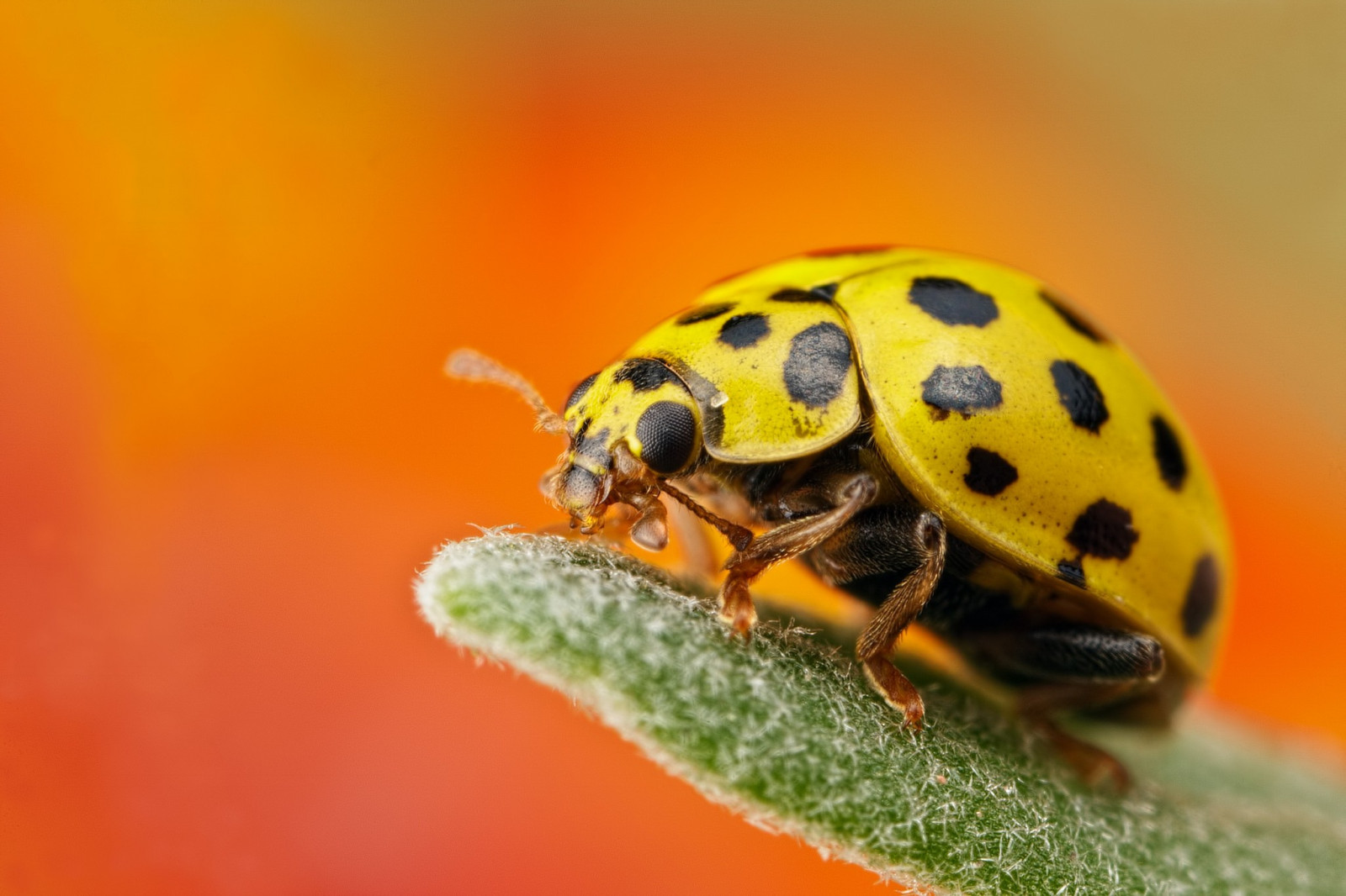 Wallpaper : animals, insect, Beetle, ladybird, fauna, 2048x1365 px ...