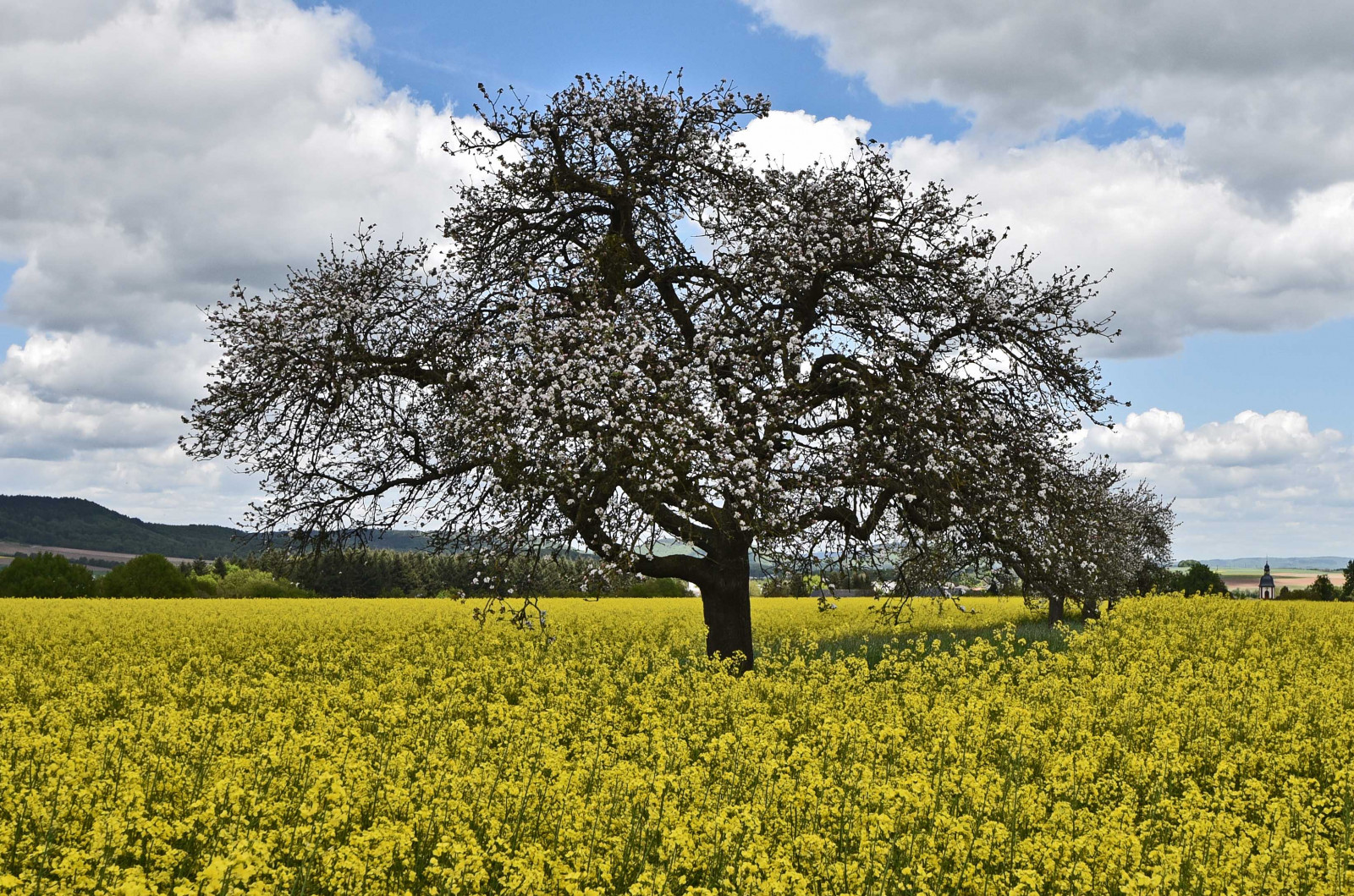Obrázky na plochu : krajina, tráva, neba, lúka, žltá, farma, cirkevné ...