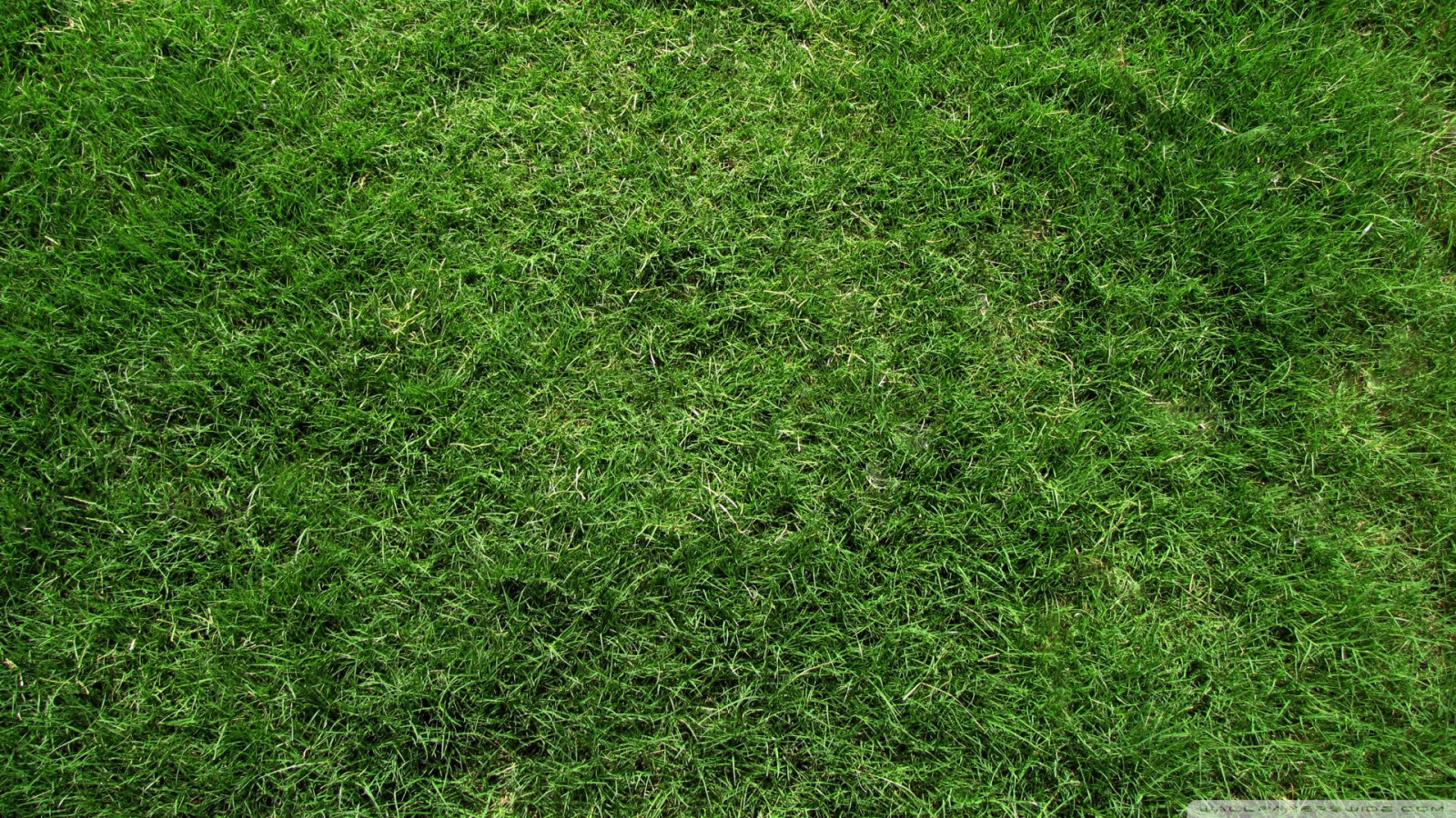 Sfondi : piante, verde, foglia, fiore, prateria, pianta, prato, suolo ...