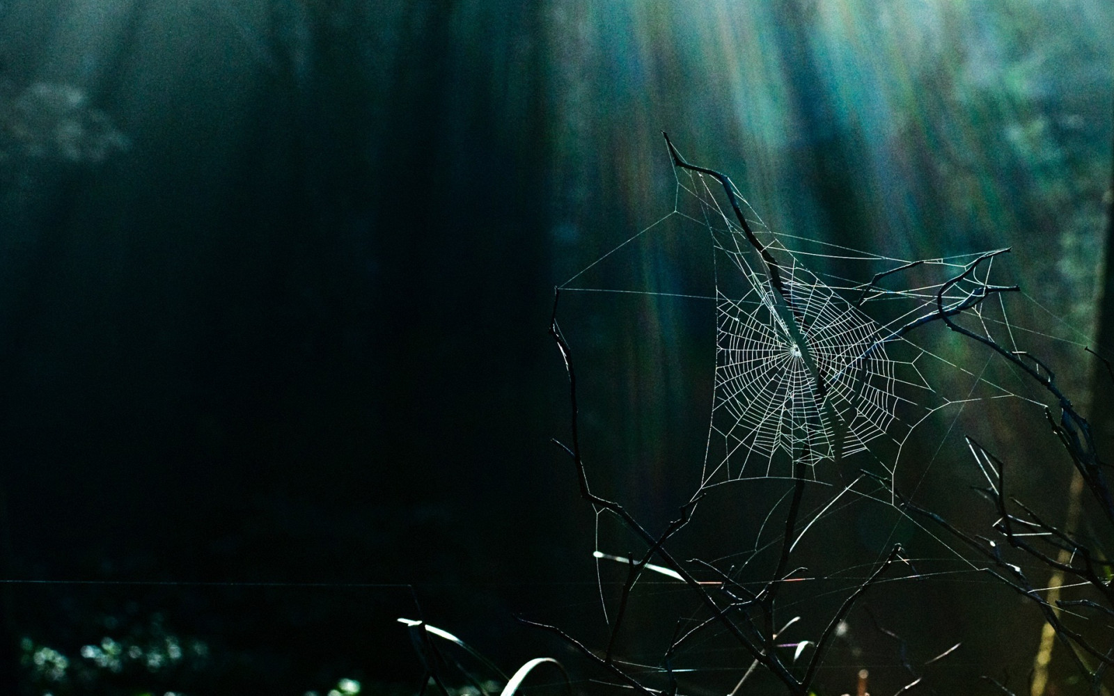 Wallpaper : sunlight, night, nature, branch, sun rays, spiderwebs ...