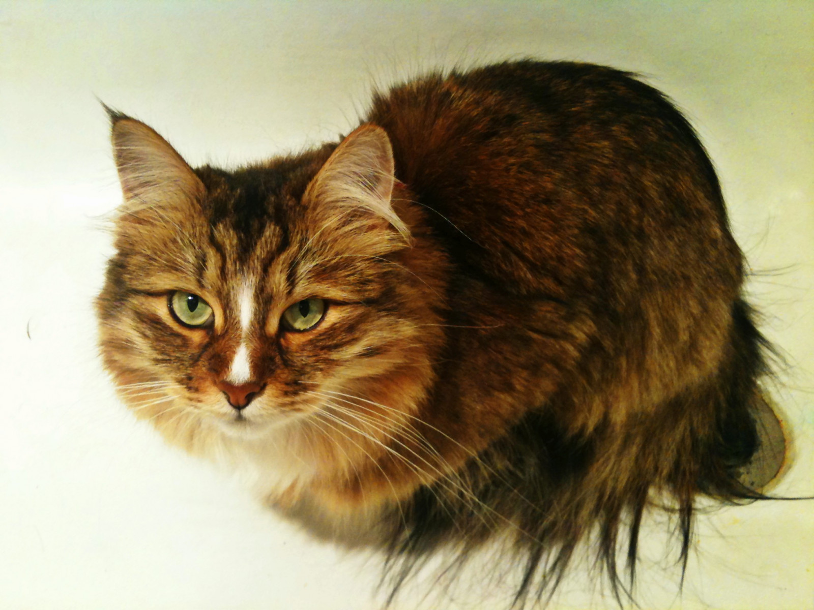 Wallpaper : kucing, lubang, bak mandi, steker, siberian, sarung tinju ...