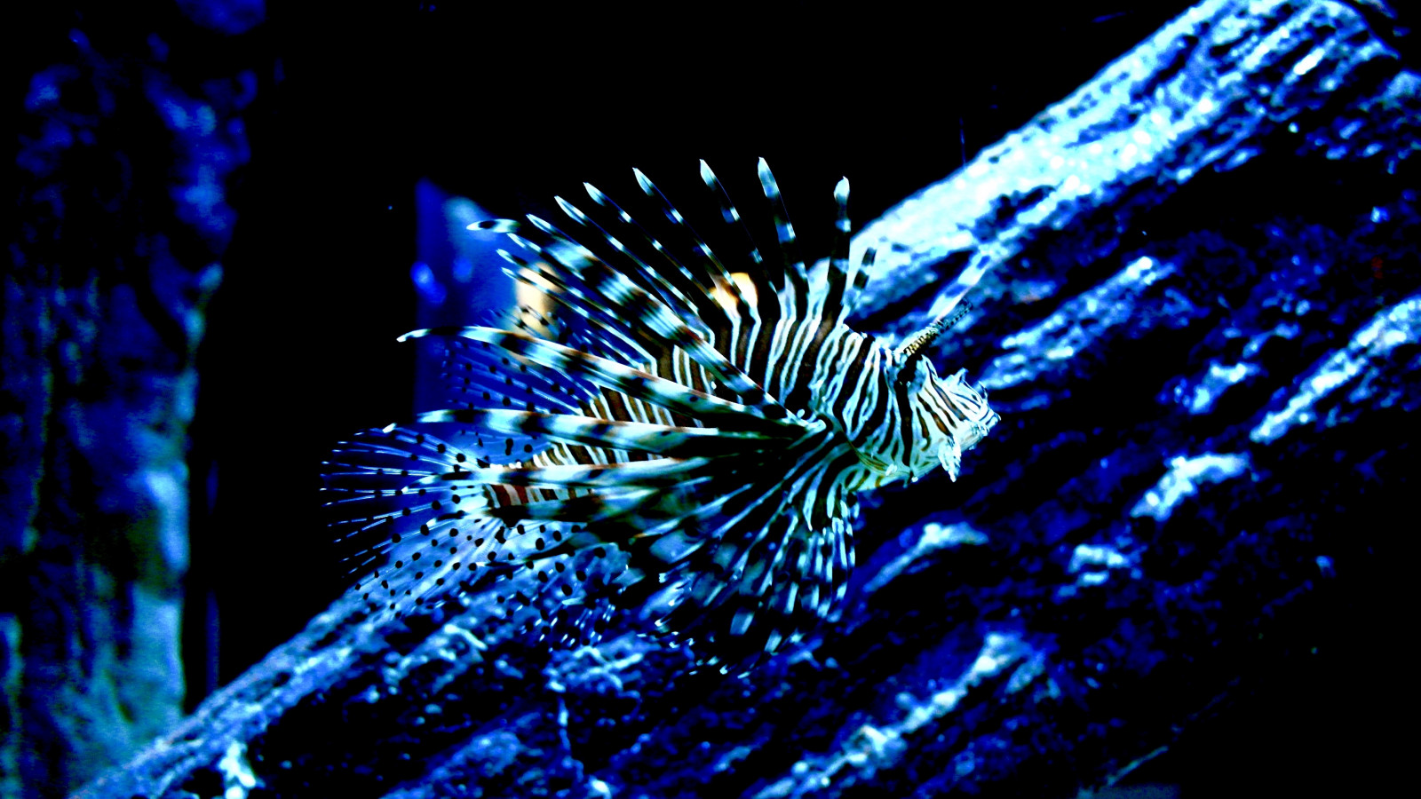 Colorful Fish Sea Creature