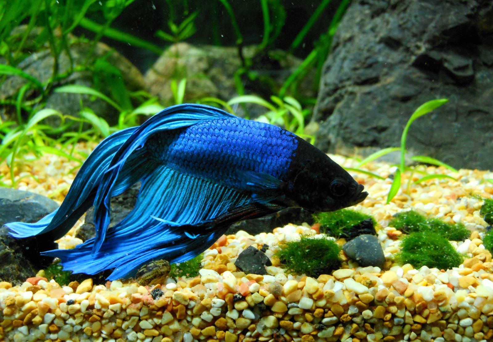 Wallpaper : 1600x1110 px, betta, fighting, fish, psychedelic, siamese ...