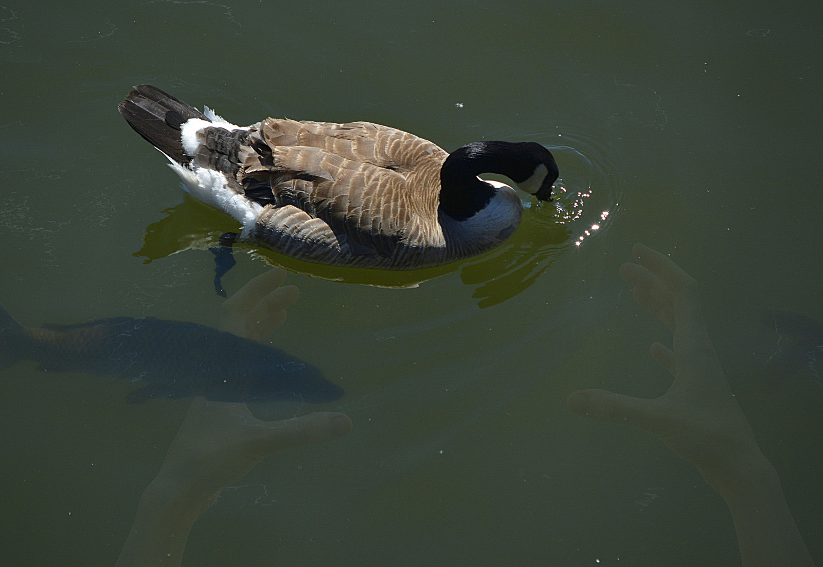 배경 화면 : 거위, canadagoose, 소유, 덫, 강, 물고기, 수영, 수중, trapping, 기분 4706x3245 ...