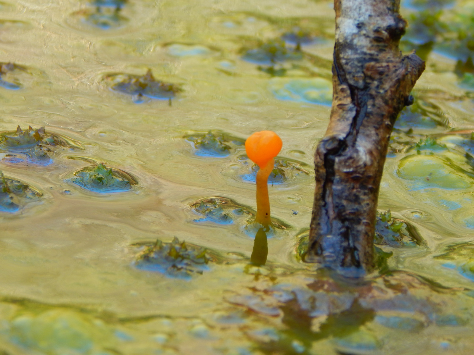 Tapety : svět, modrý, divoký, oranžový, hnědý, zelená, Příroda, houba ...