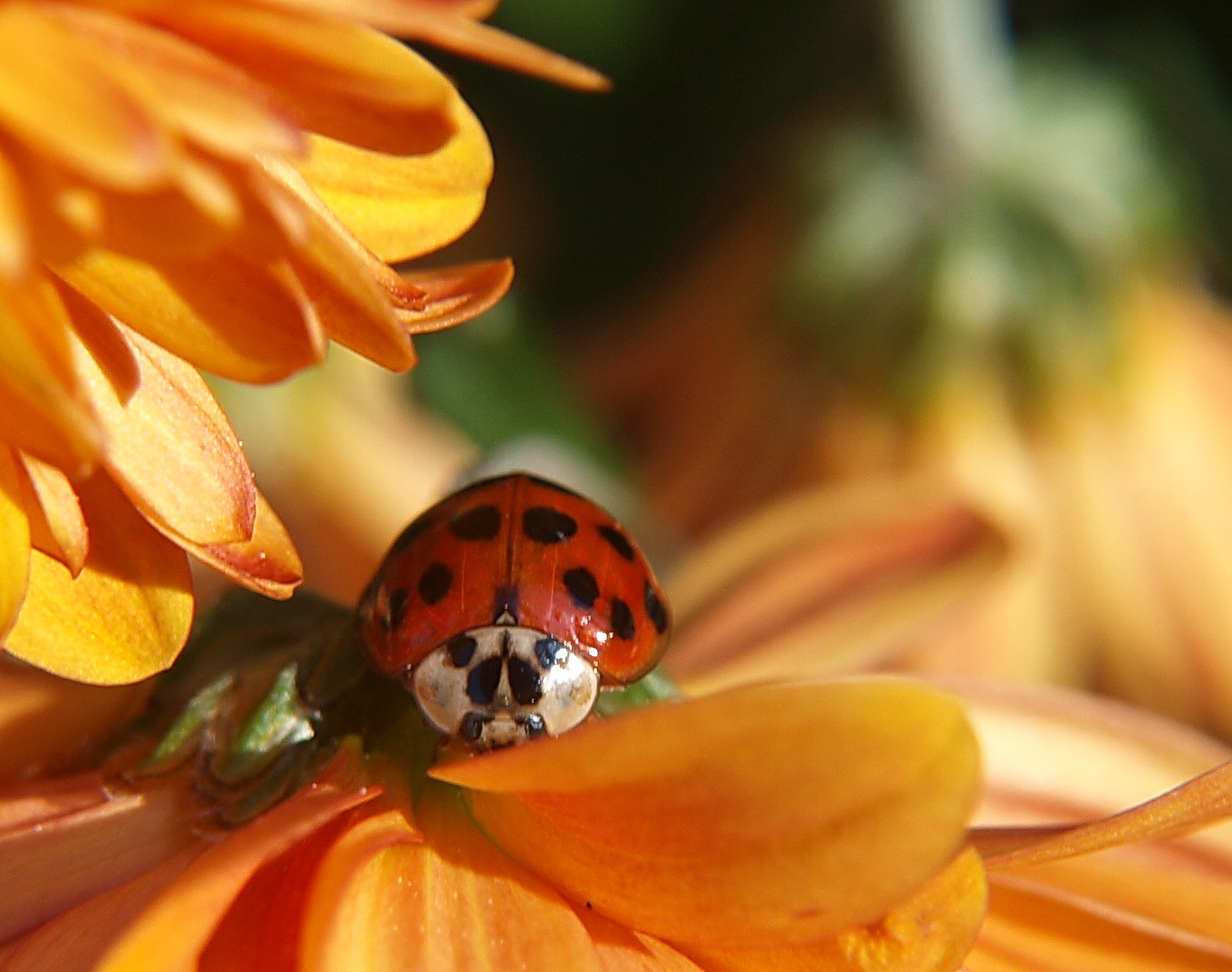 Imagini de fundal : toamnă, floare, insectă, buburuză, myyard ...