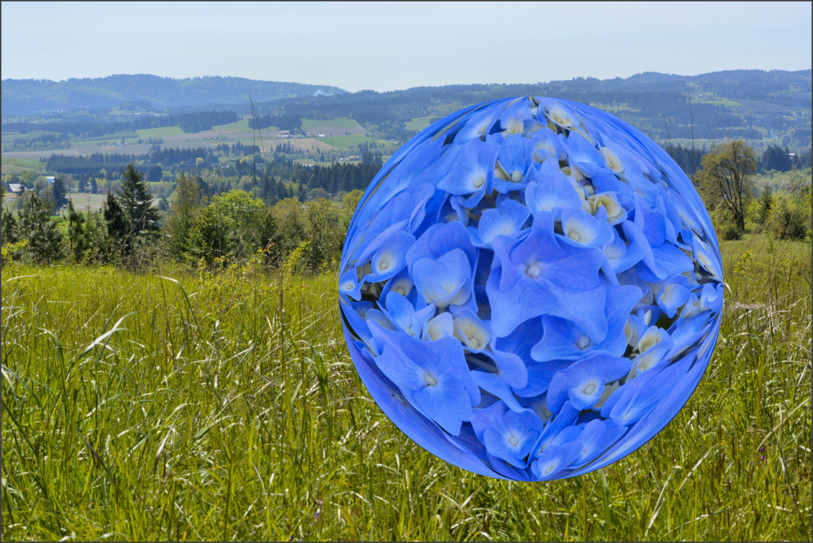 Wallpaper : flowers, blue, USA, flower, ball, view, or, beaverton ...