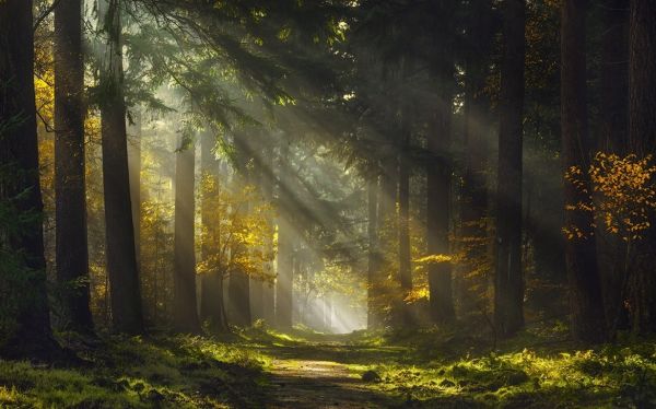 Wallpaper Sunlight Forest Women Nature Morning Wilderness