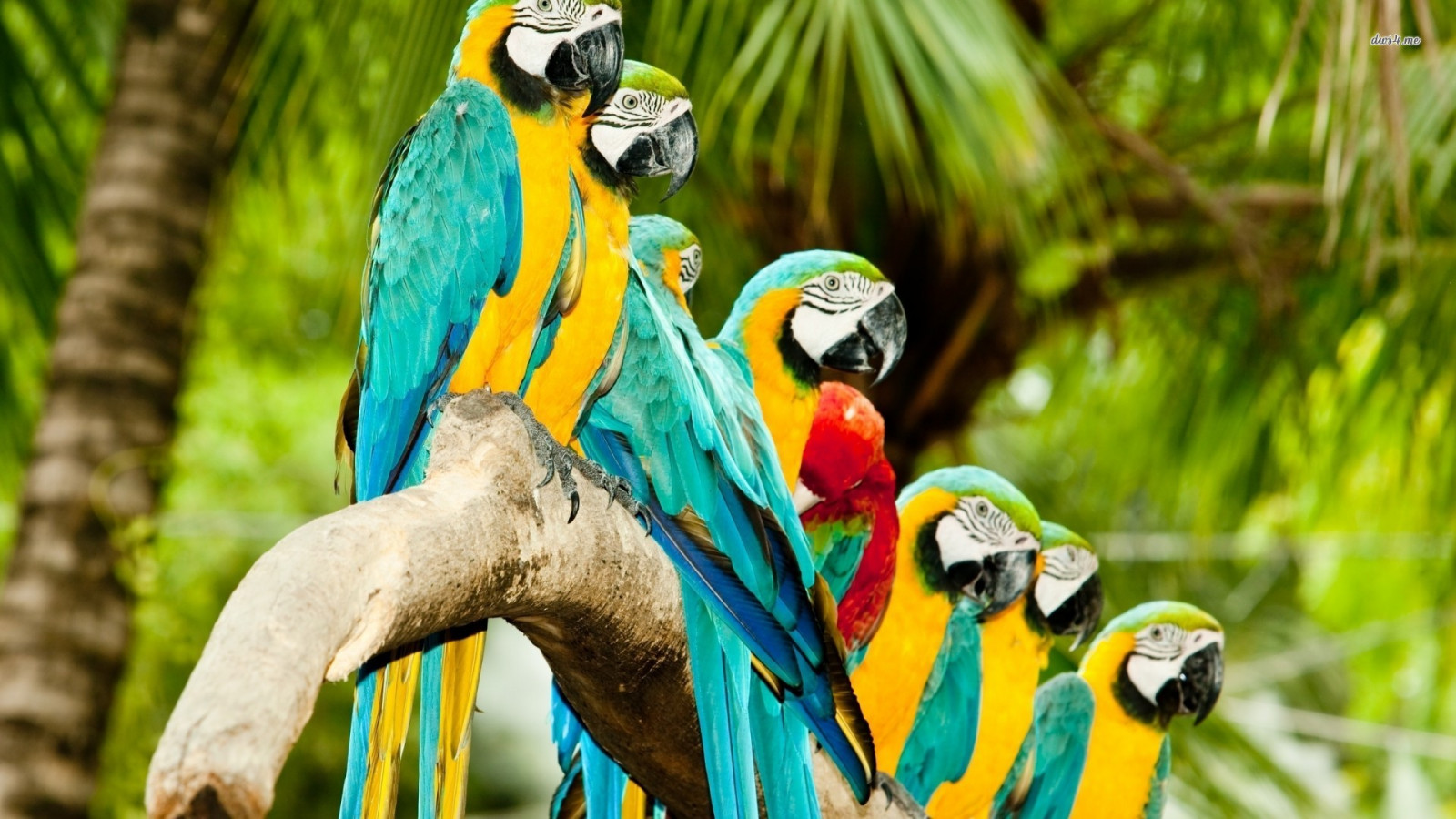 Bakgrundsbilder : 1920x1080 px, papegojor 1920x1080 - wallbase ...