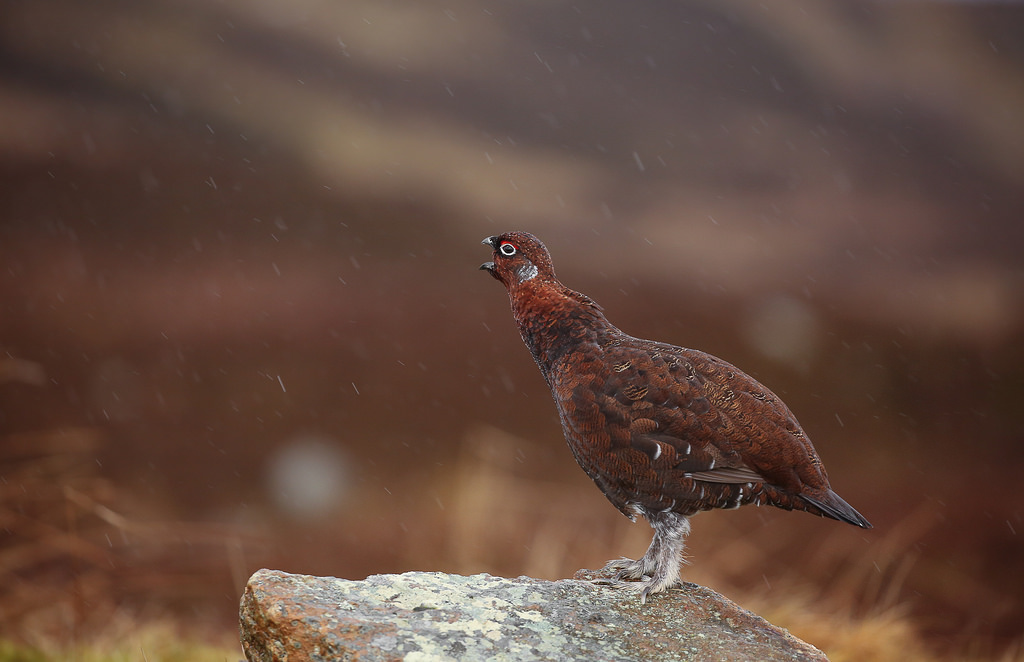 Bakgrundsbilder : fauna, fågel, Galliformes, näbb, vilda djur och ...