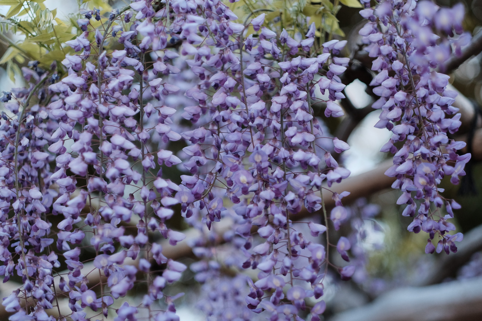 Bakrunner : Japan, hage, blomstre, vår, Tokyo, urt, fujifilm, blåregn ...