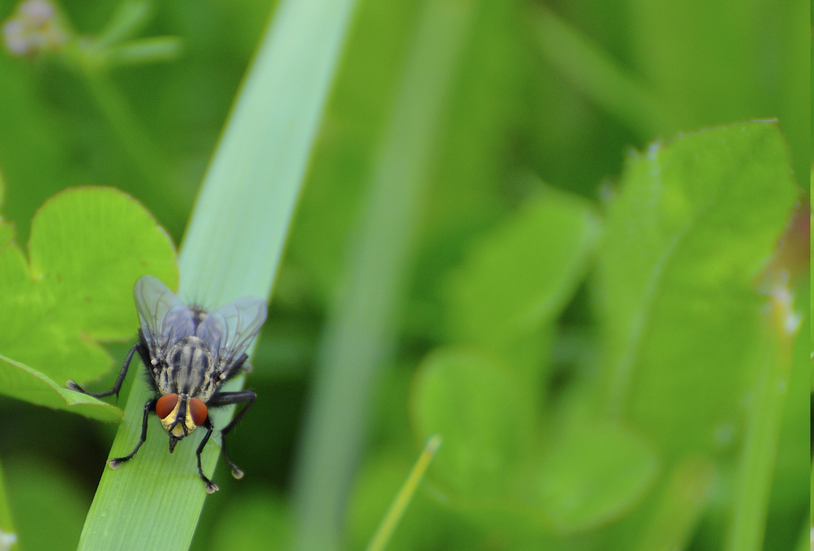 Wallpaper : 2716x1839 px, Fly, grass, green, landscape, nature ...