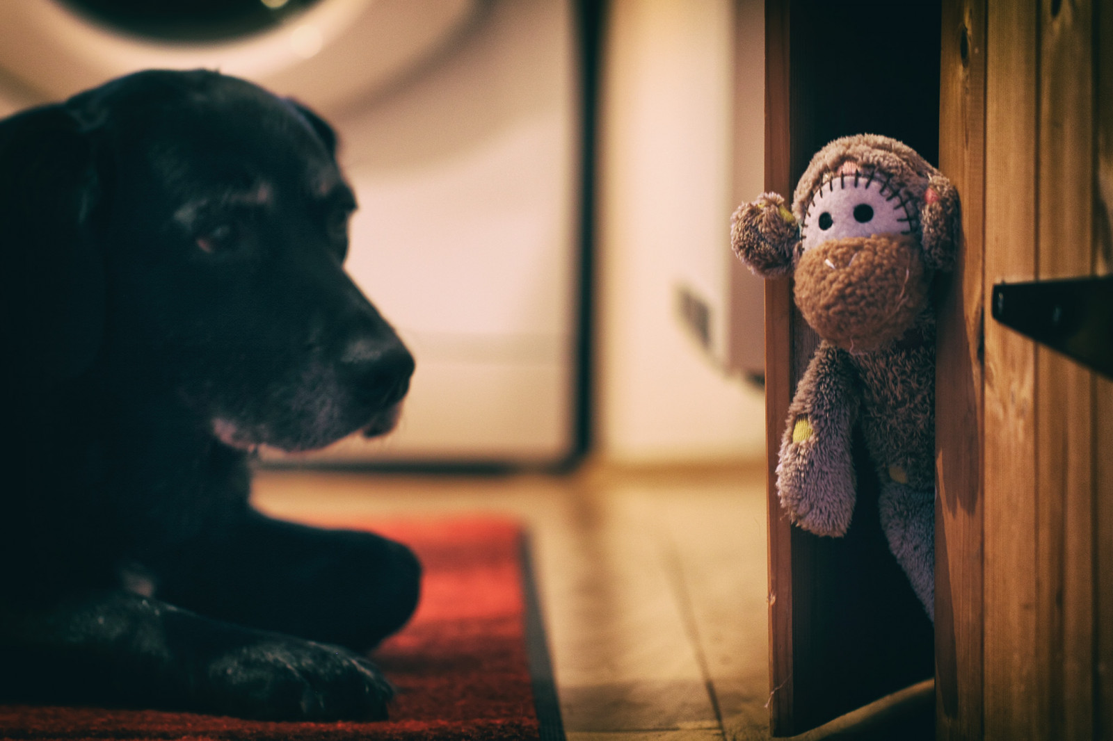 Taustakuvat : musta, sininen, Lelu, apina, kaappi, lemmikki-, piilossa ...