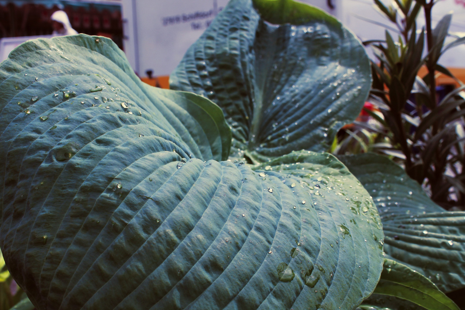 Wallpaper : leaves, green, leaf, flower, flora, botany, land plant ...