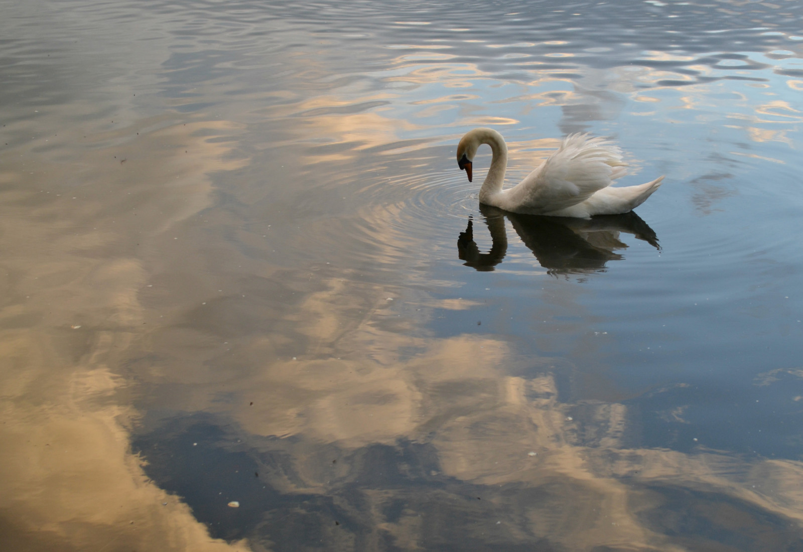 Wallpaper : sky, reflection, bird, reflections, swan, Cardiff ...